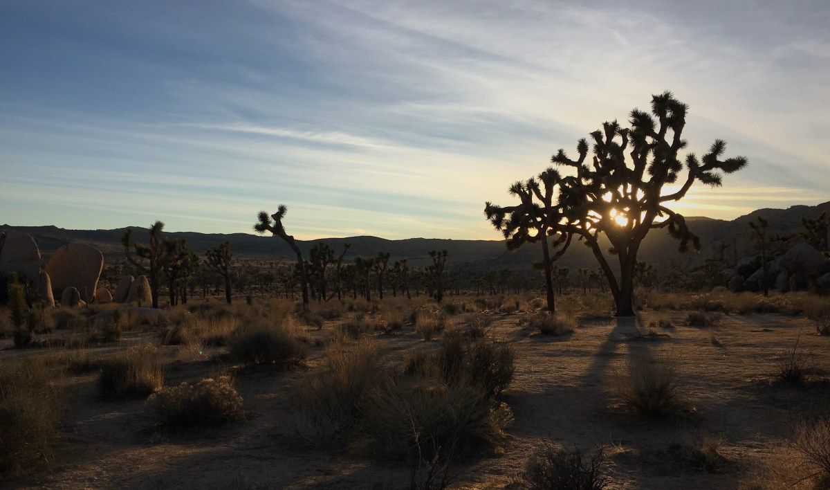 The Magic of the Mojave – american-alchemist